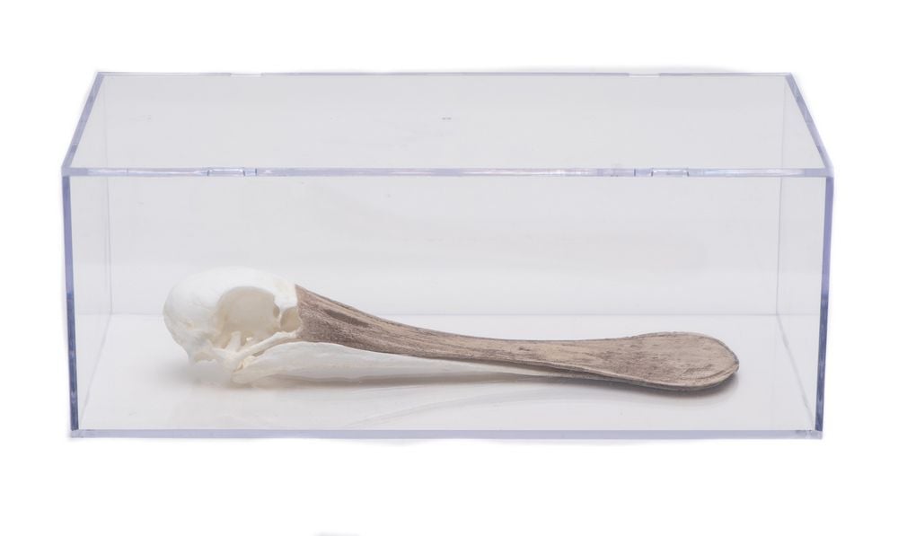 Roseate Spoonbill Skull Replica