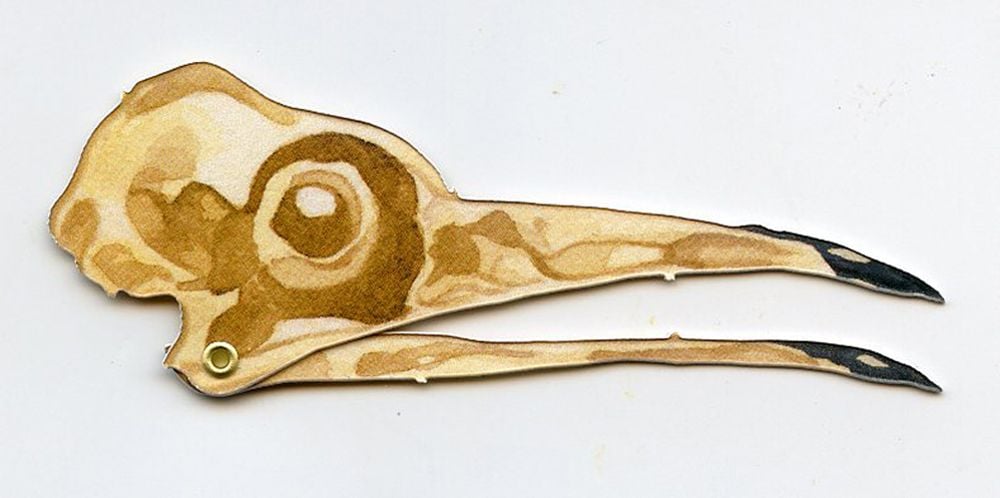 Roadrunner 2D Skull Model®