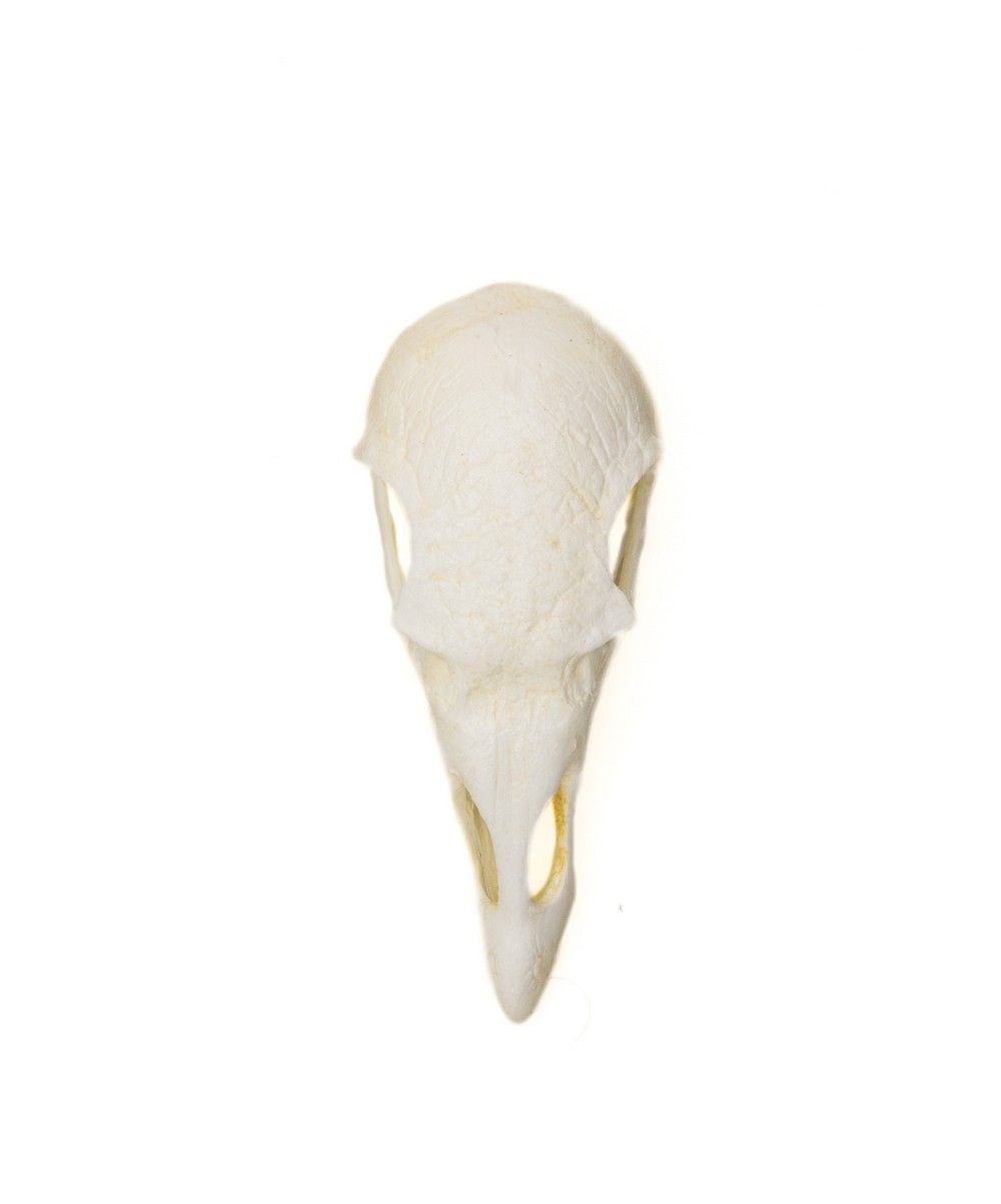 Turkey Vulture Skull Replica