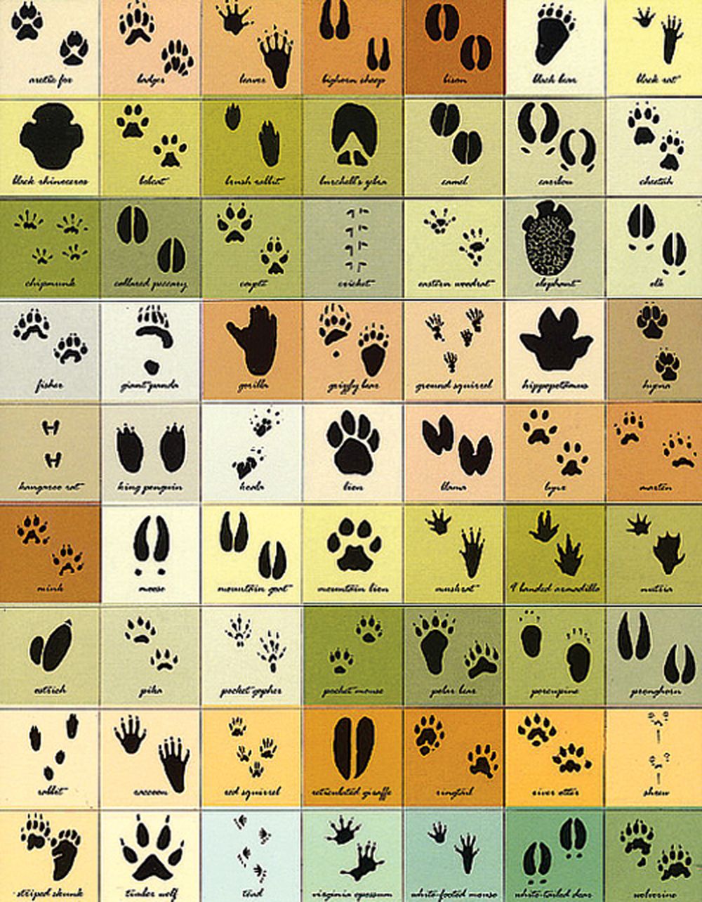 Bird Footprints Identification