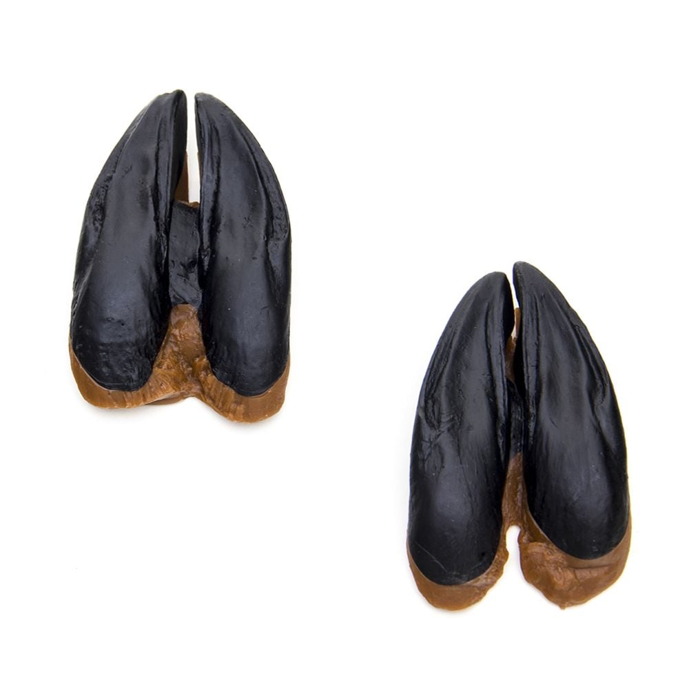 Whitetail Deer Hoof Print