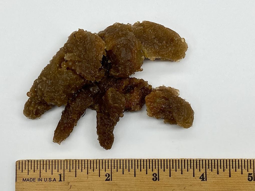 Wolf Scat Replica (Juvenile)
