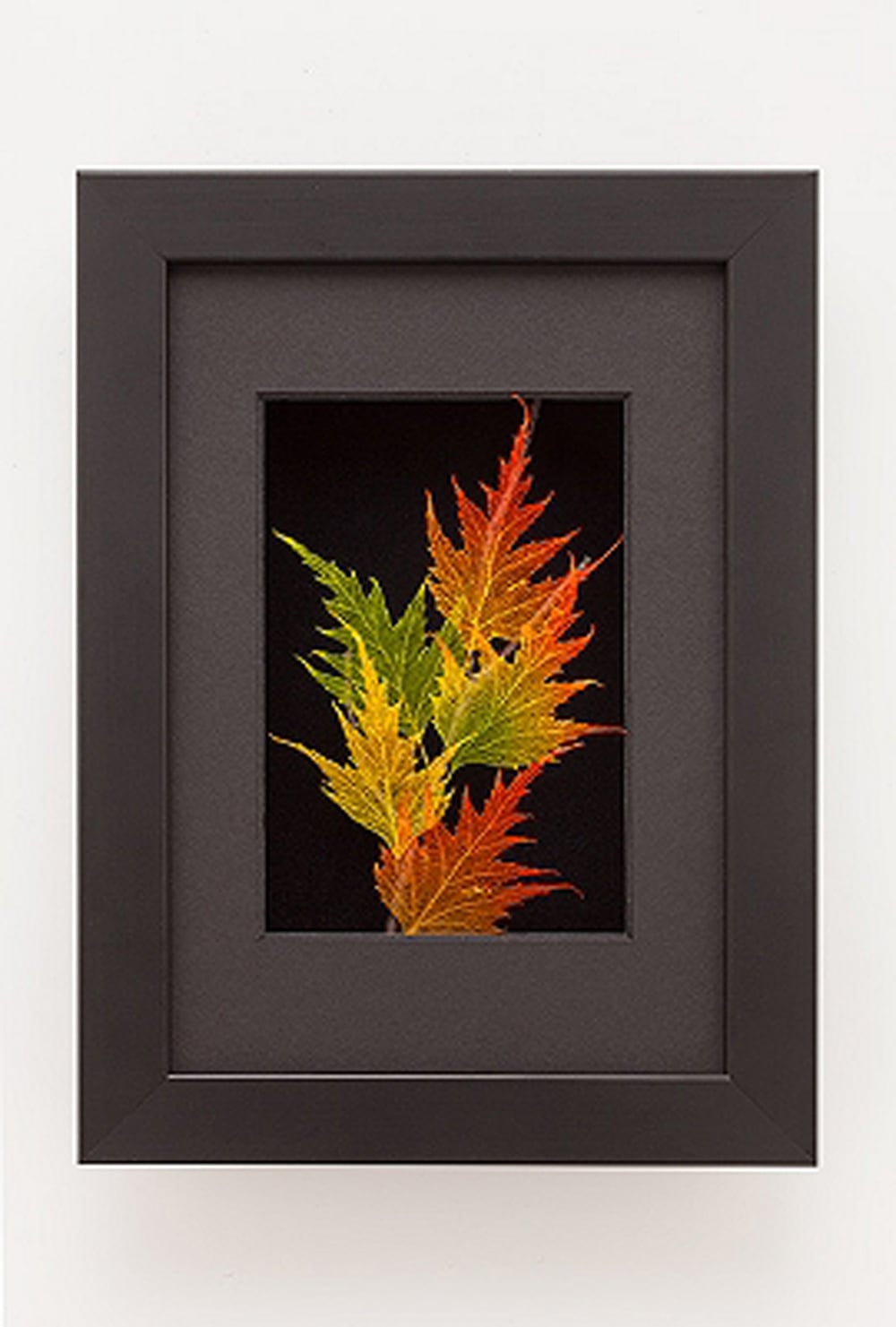 Birch Leaf Shadowbox Framed Art